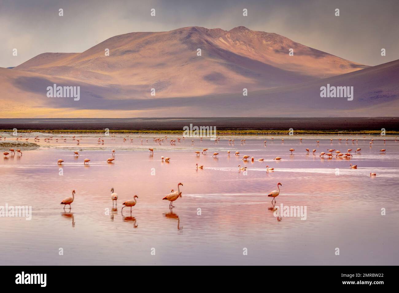 Laguna colorada, Red lake, with Flamingos and Volcanic landscape, Andes ...