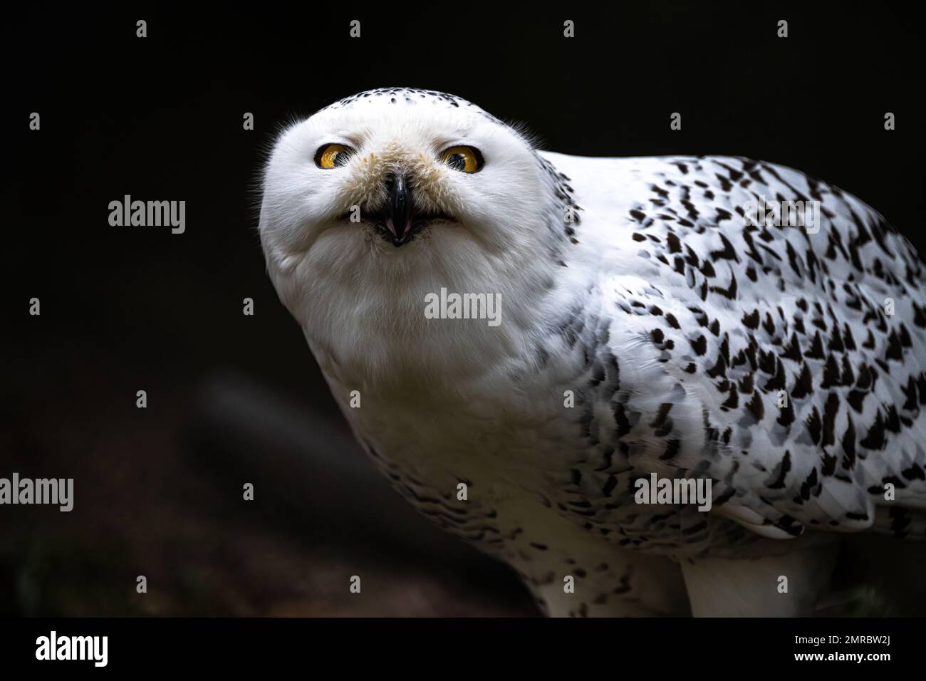 Portrait of a Snowy Owl (Bubo scandiacus Stock Photo - Alamy