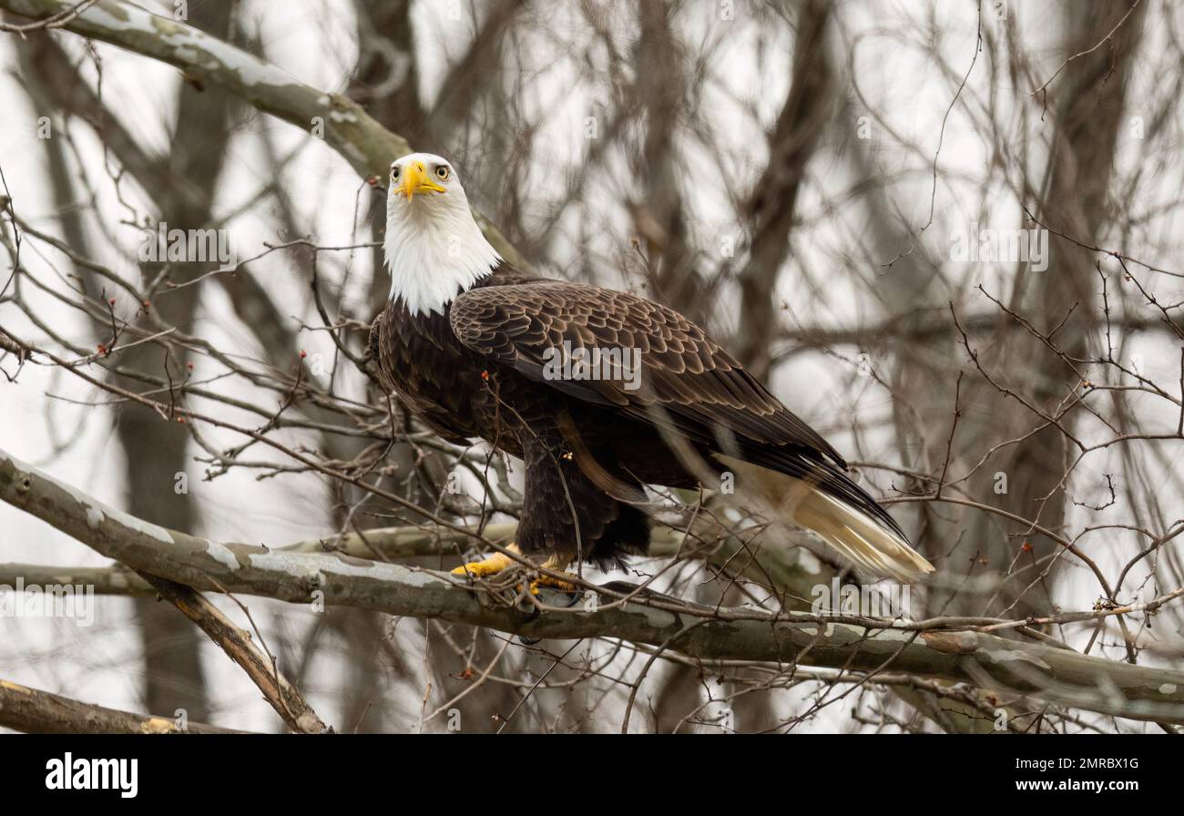 A soft focus of a fierce bald eagle perched on a leafless tree in the ...