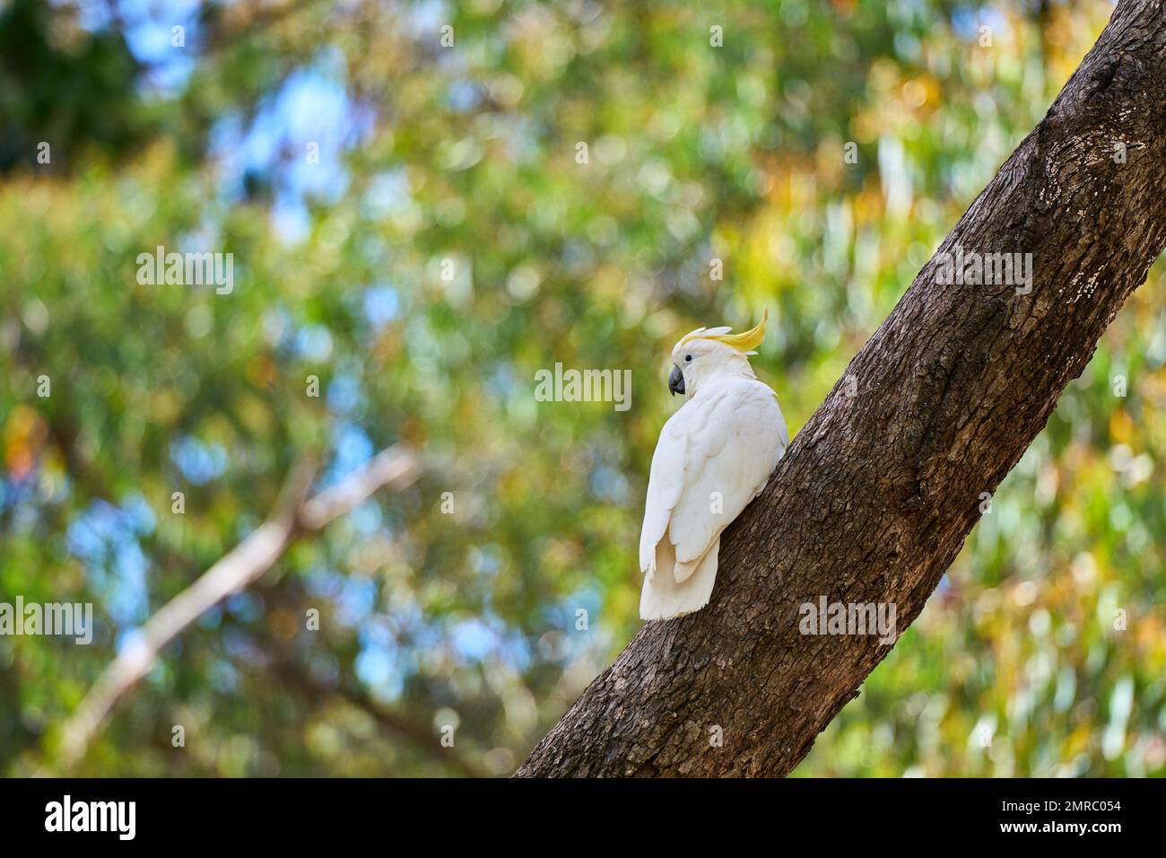 A rear view of a sulphur-crested cockatoo perching on a big tree branch ...
