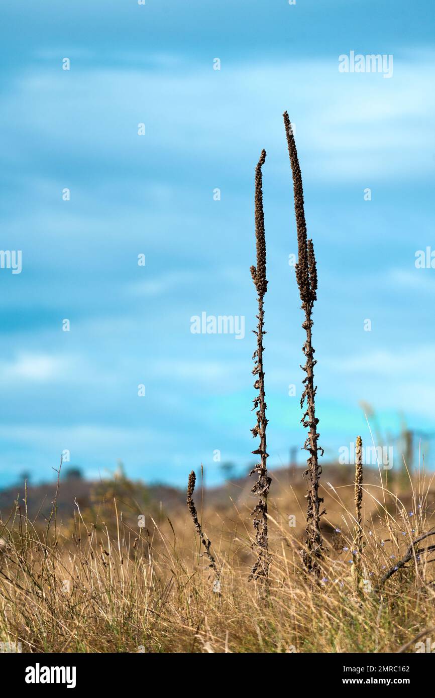 A vertical shot of dry great mullein plants in a grassland with blue ...