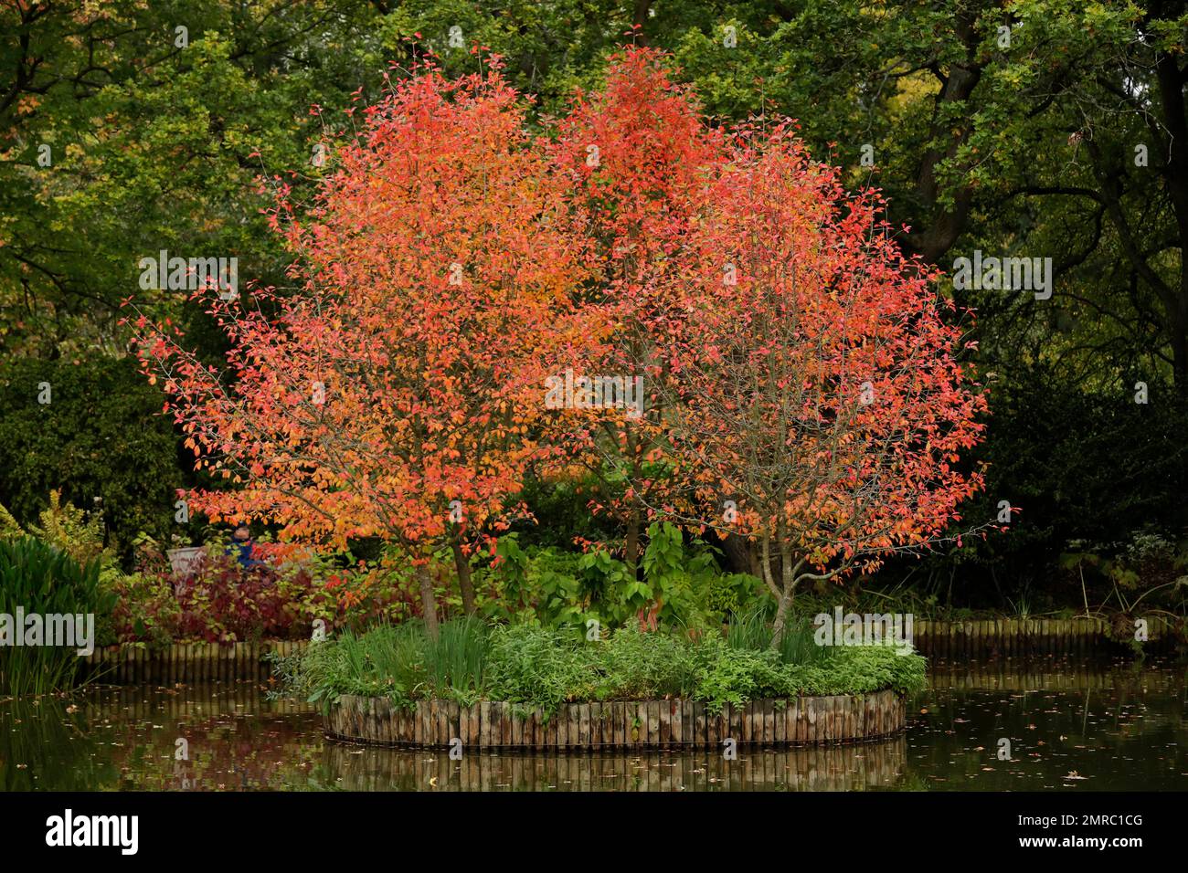Wisley Bonfire trees, nyssa sylvatica, display their autumnally ...