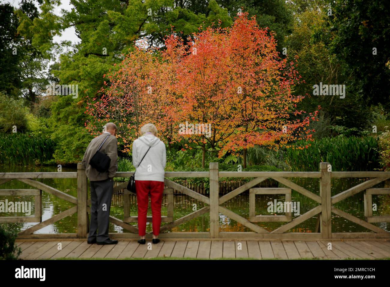 Visitors stand backdropped by Wisley Bonfire trees, nyssa sylvatica ...