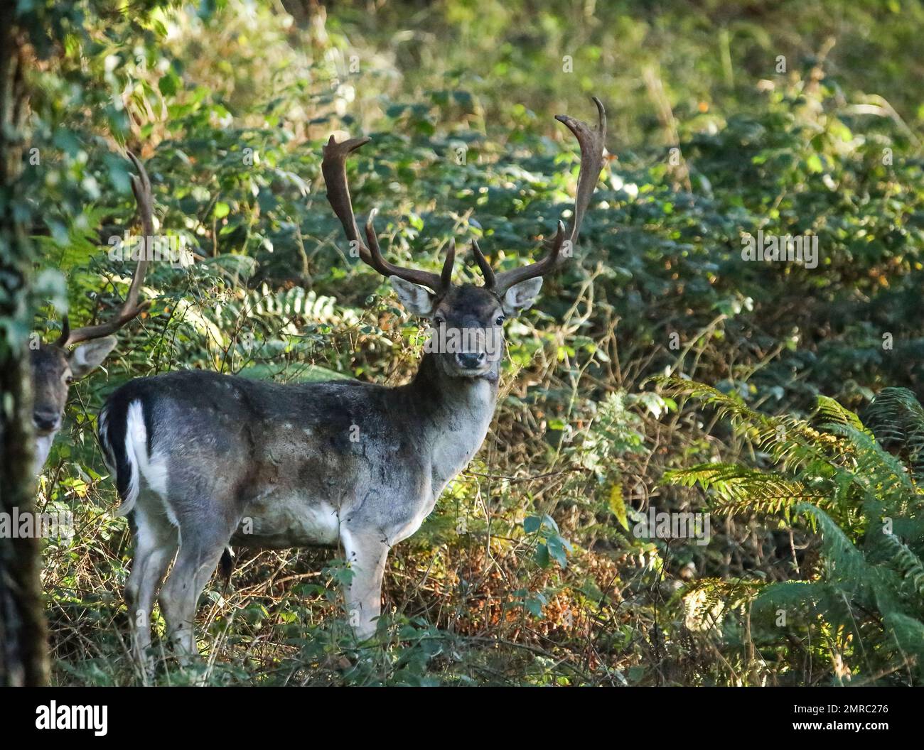 The European fallow deer standing among green lush plants in the woods ...