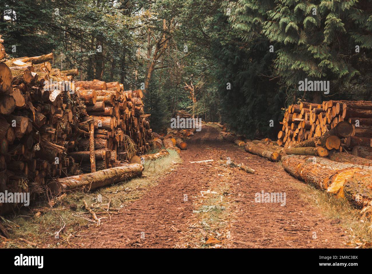 Huge stacks of freshly cut tree logs in a green forest Stock Photo - Alamy