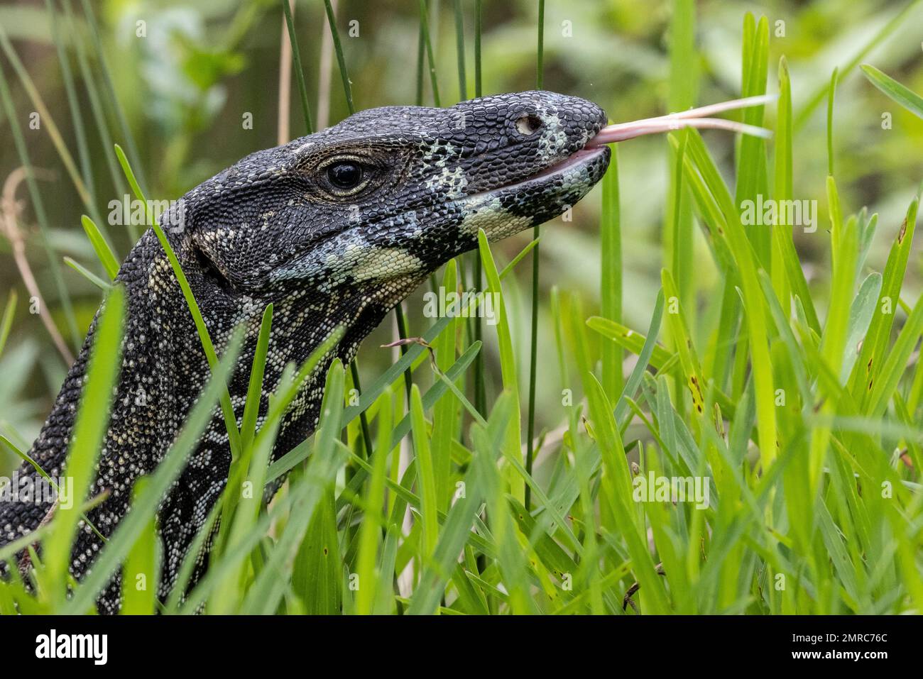 Australian Lace Monitor flickering it's tongue in long grass Stock ...