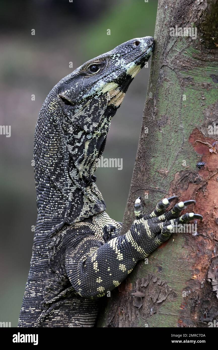 Australian Lace Monitor climbing tree Stock Photo - Alamy