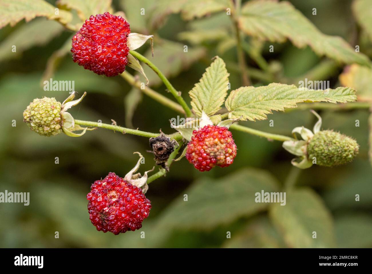 Australian native raspberry hi-res stock photography and images - Alamy