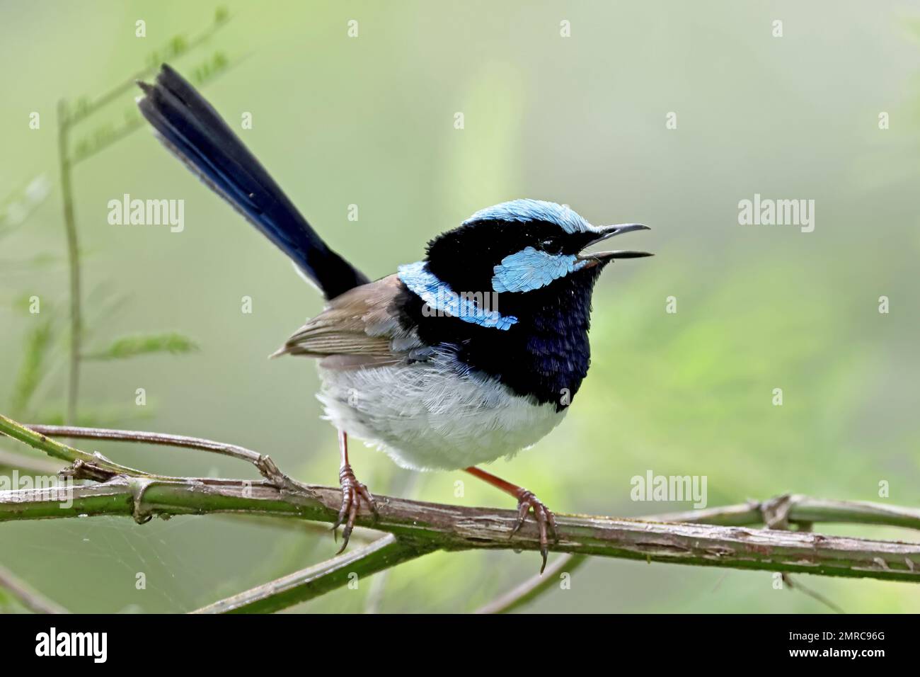 Male Australian Superb Fairywren calling Stock Photo - Alamy