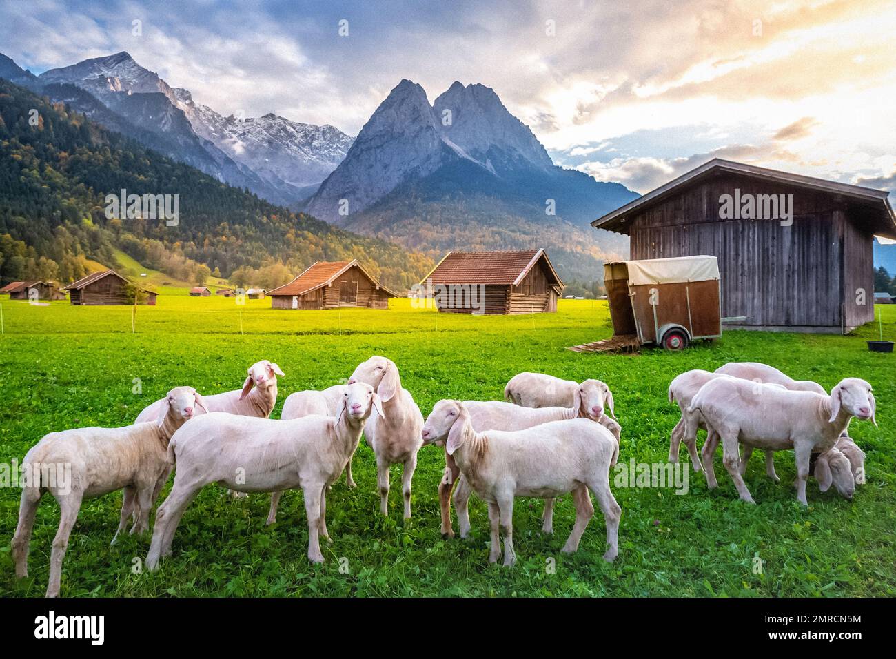 Sheeps and Bavarian alps with rustic farm barns, Garmisch, Bavaria ...