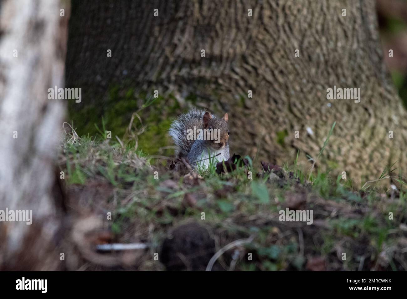 Squirrel at base of tree hi-res stock photography and images - Alamy