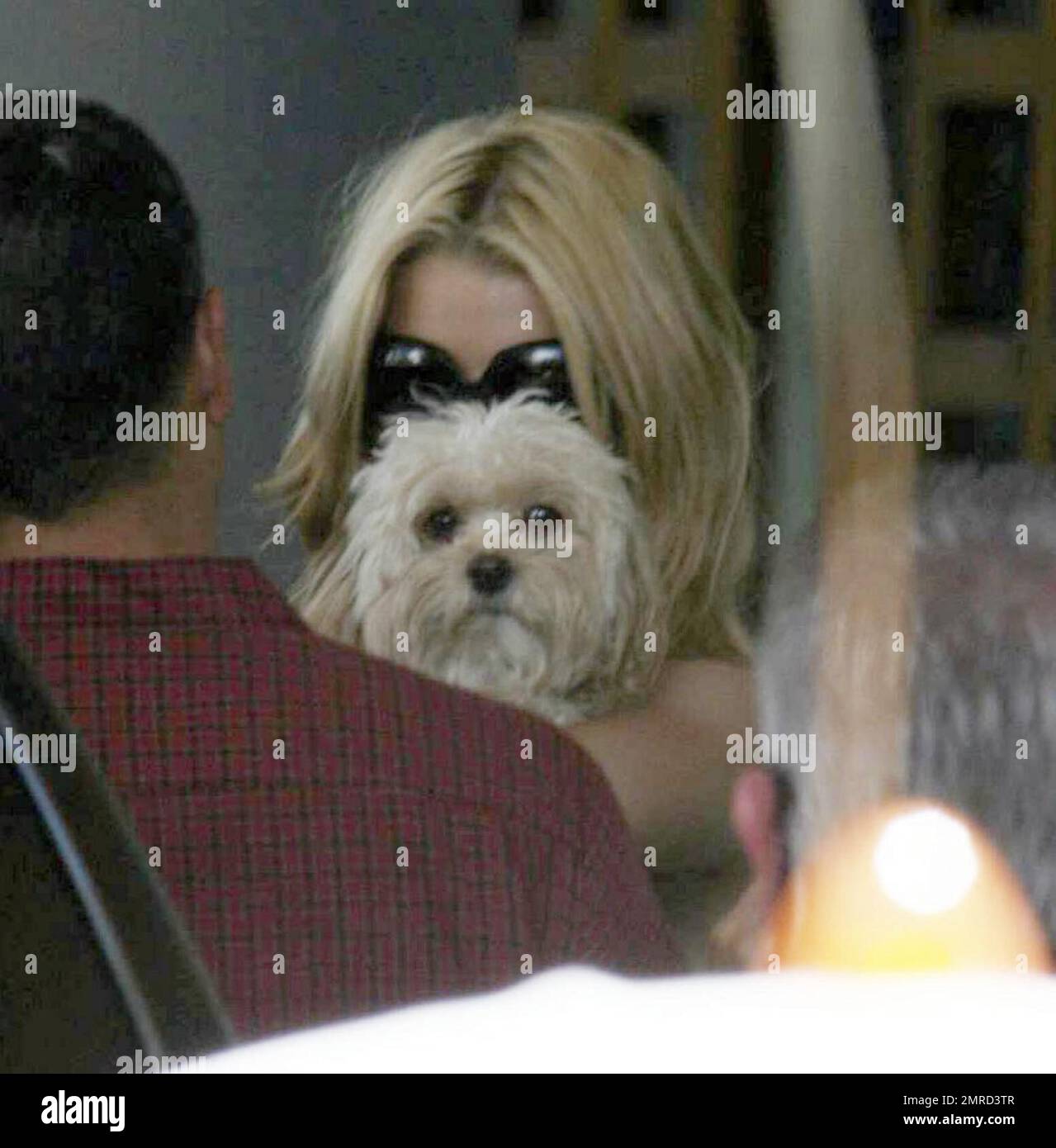 What Happened To Jessica Simpson Dog Daisy