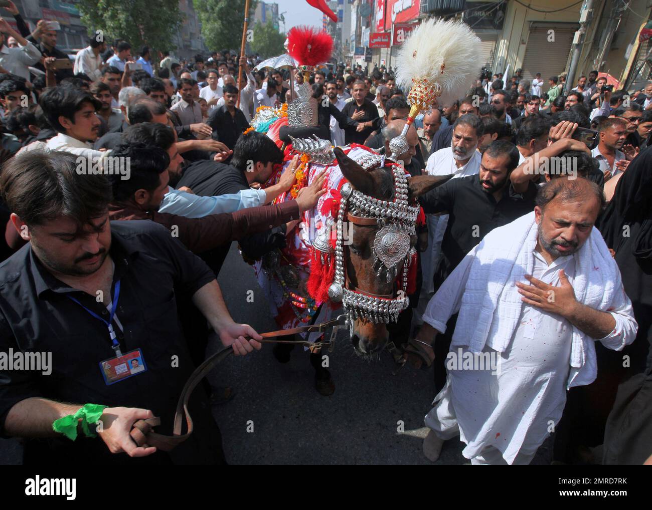 Pakistani Shiite Muslims pay respects to Zul Jinnah, a horse ...