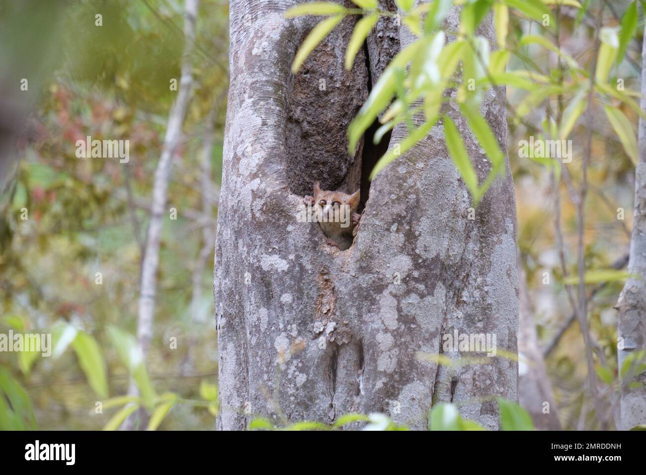 Inside of a tree hi-res stock photography and images - Alamy
