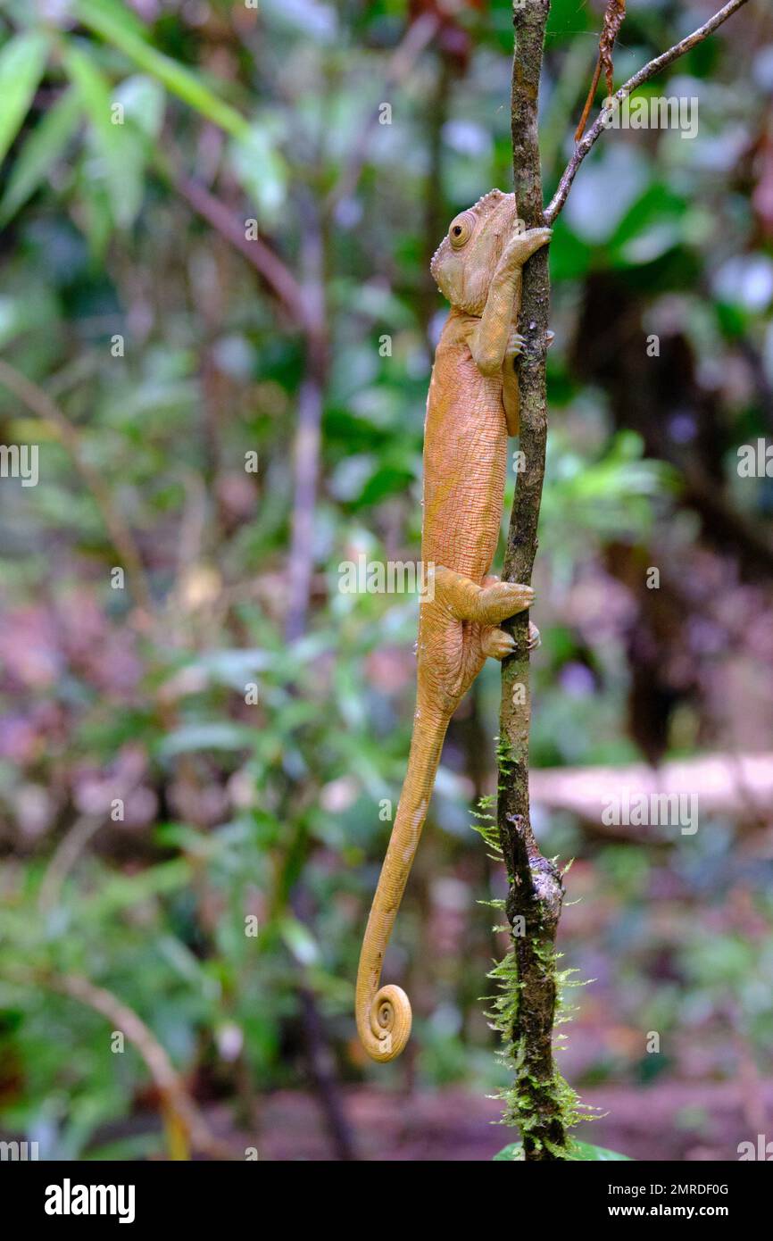 A vertical closeup shot of a Knysna dwarf chameleon on a tree branch ...