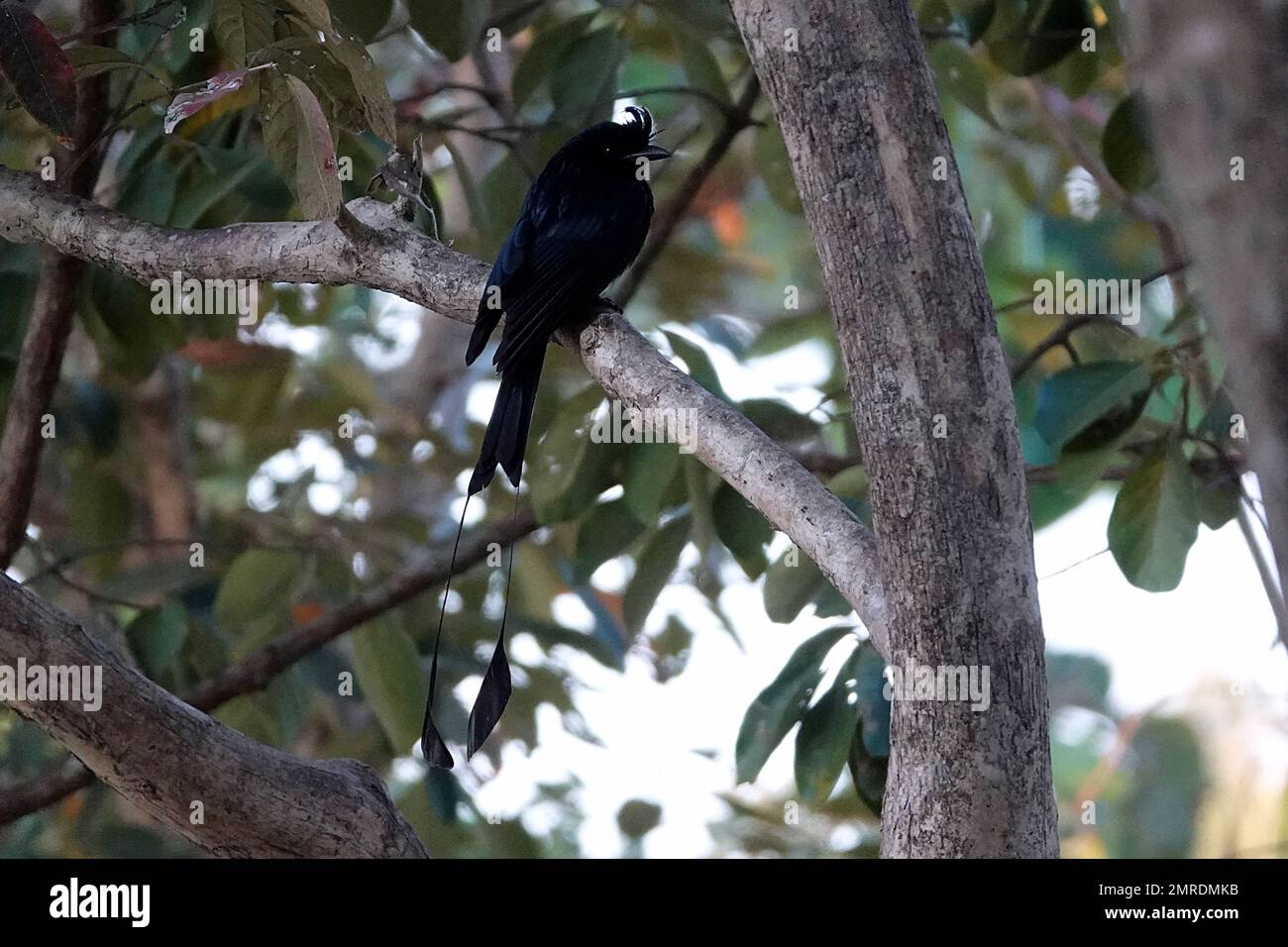 A closeup of a drongo bird sitting on a tree branch Stock Photo - Alamy