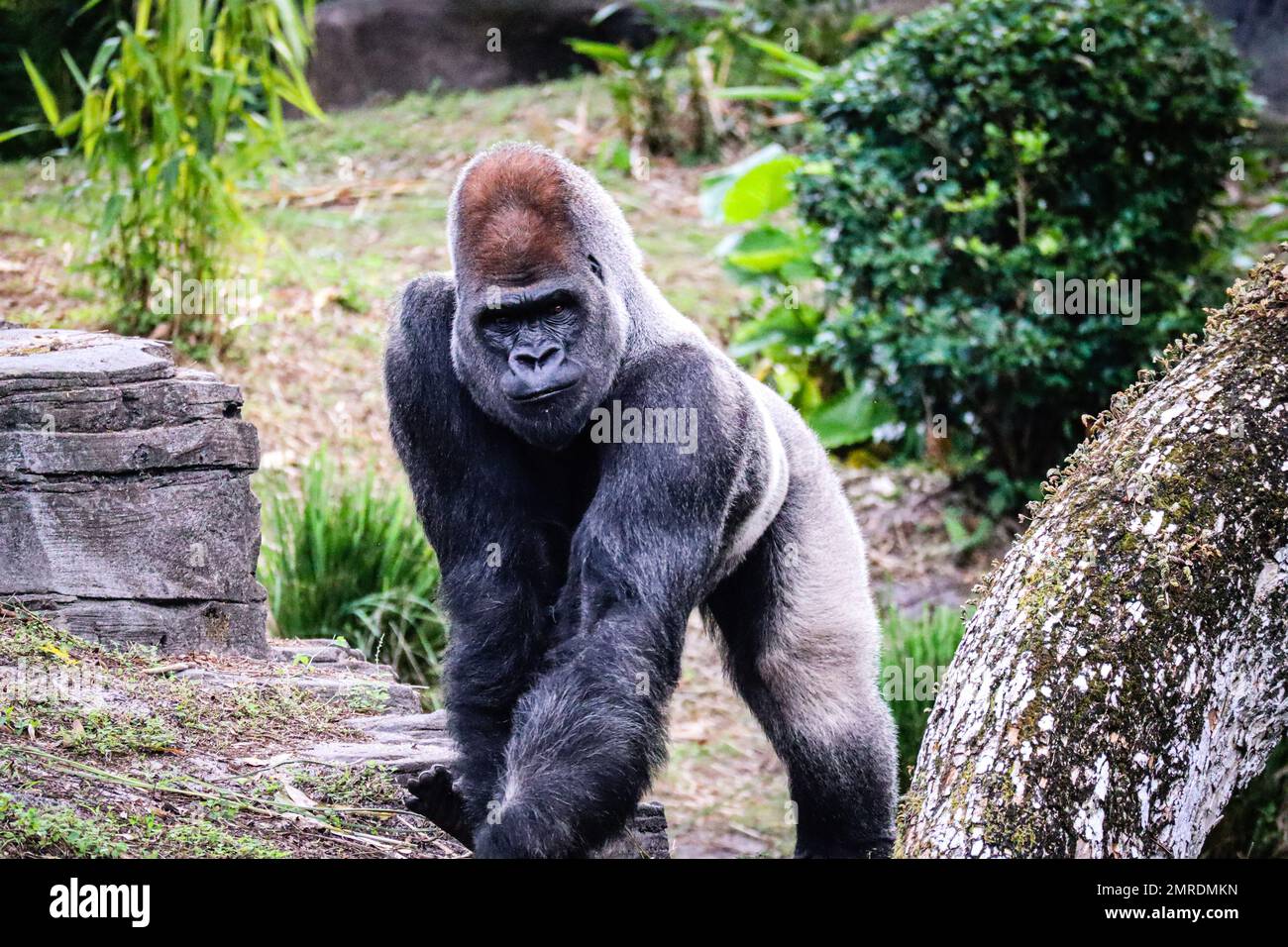 Gorilla in nature detail hi-res stock photography and images - Alamy