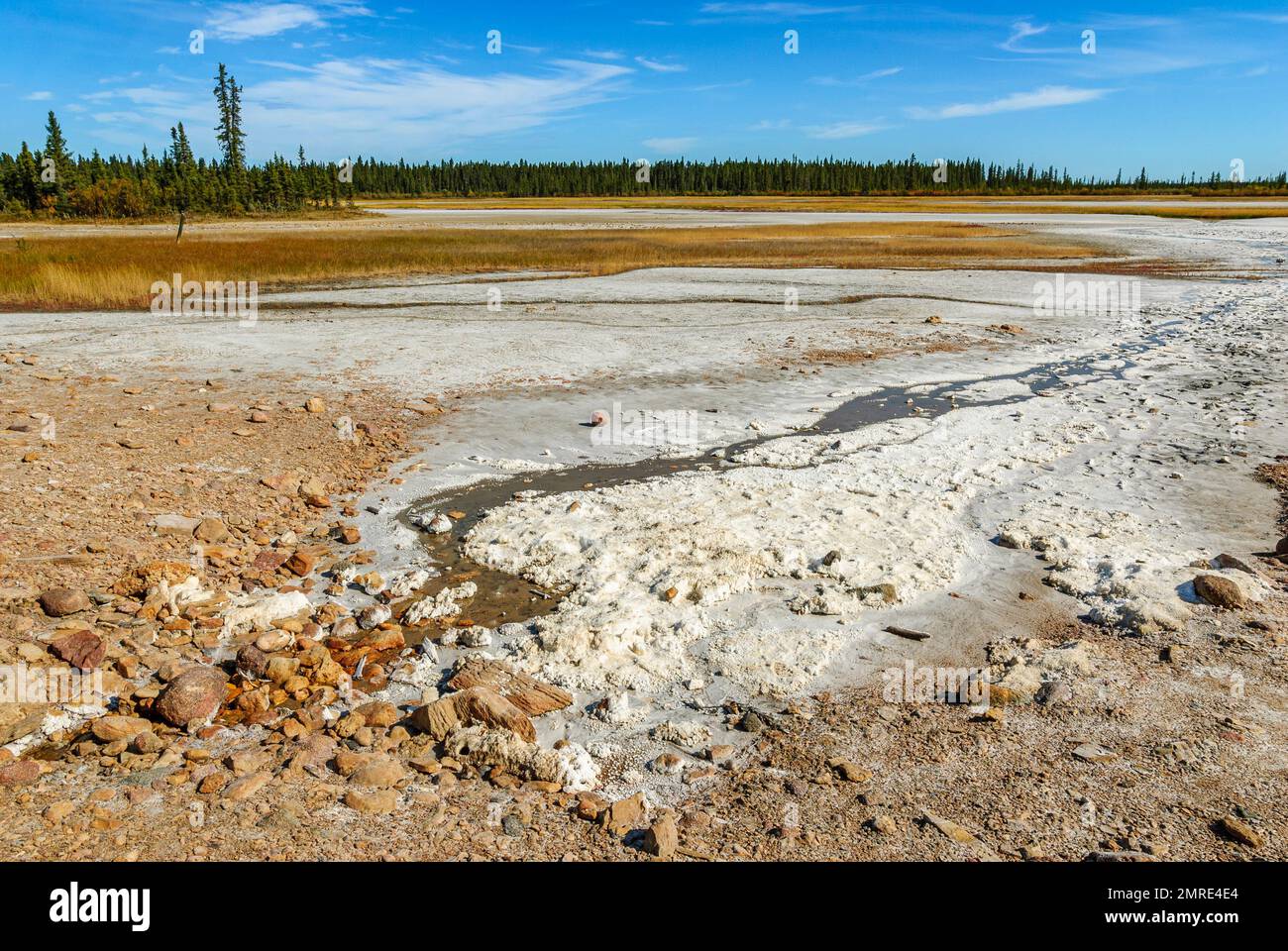 Mineral salts form a white crust around a spring in Wood Buffalo ...