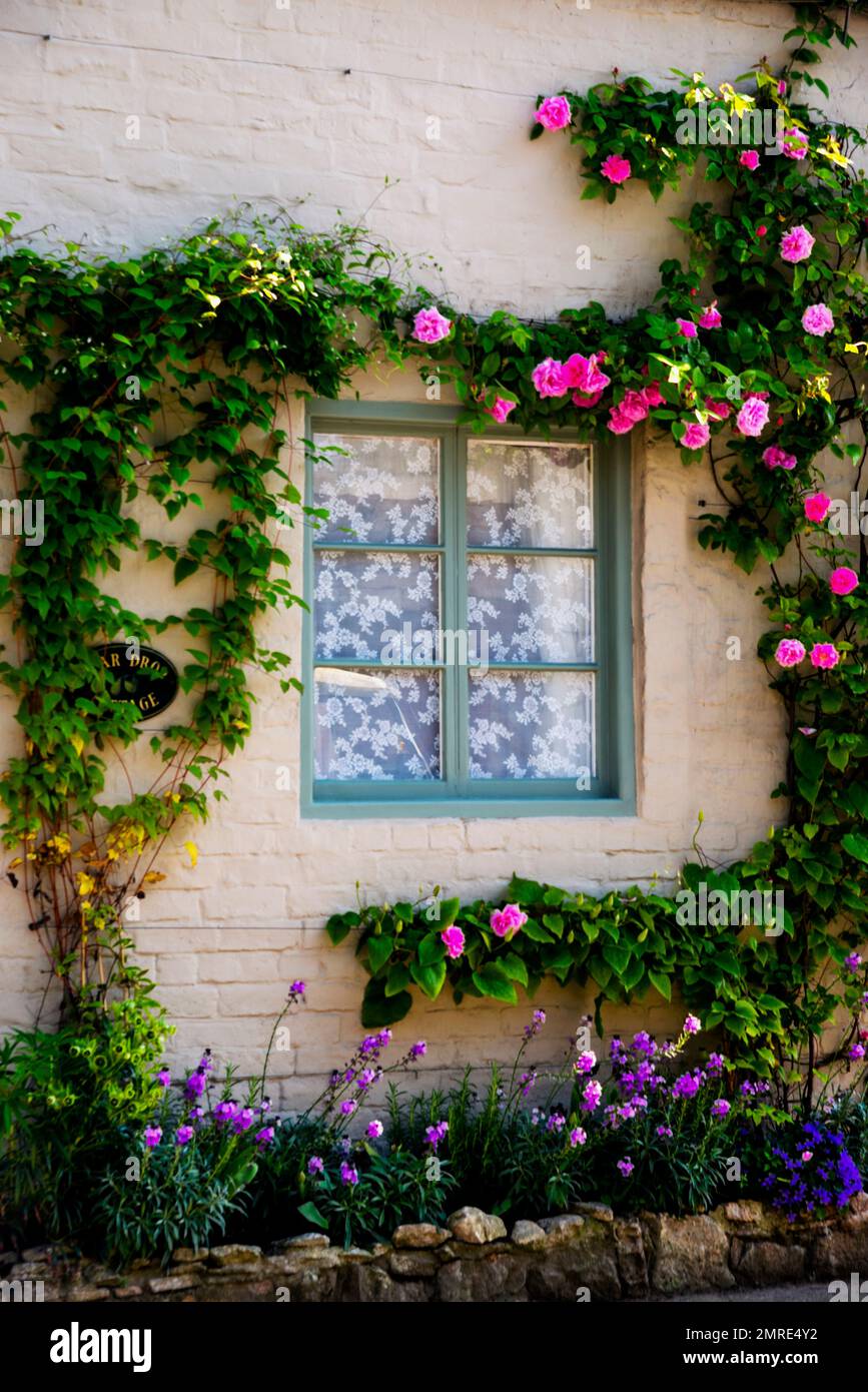 Roses and a lace draped window in the Cotswold town of Winchcombe ...