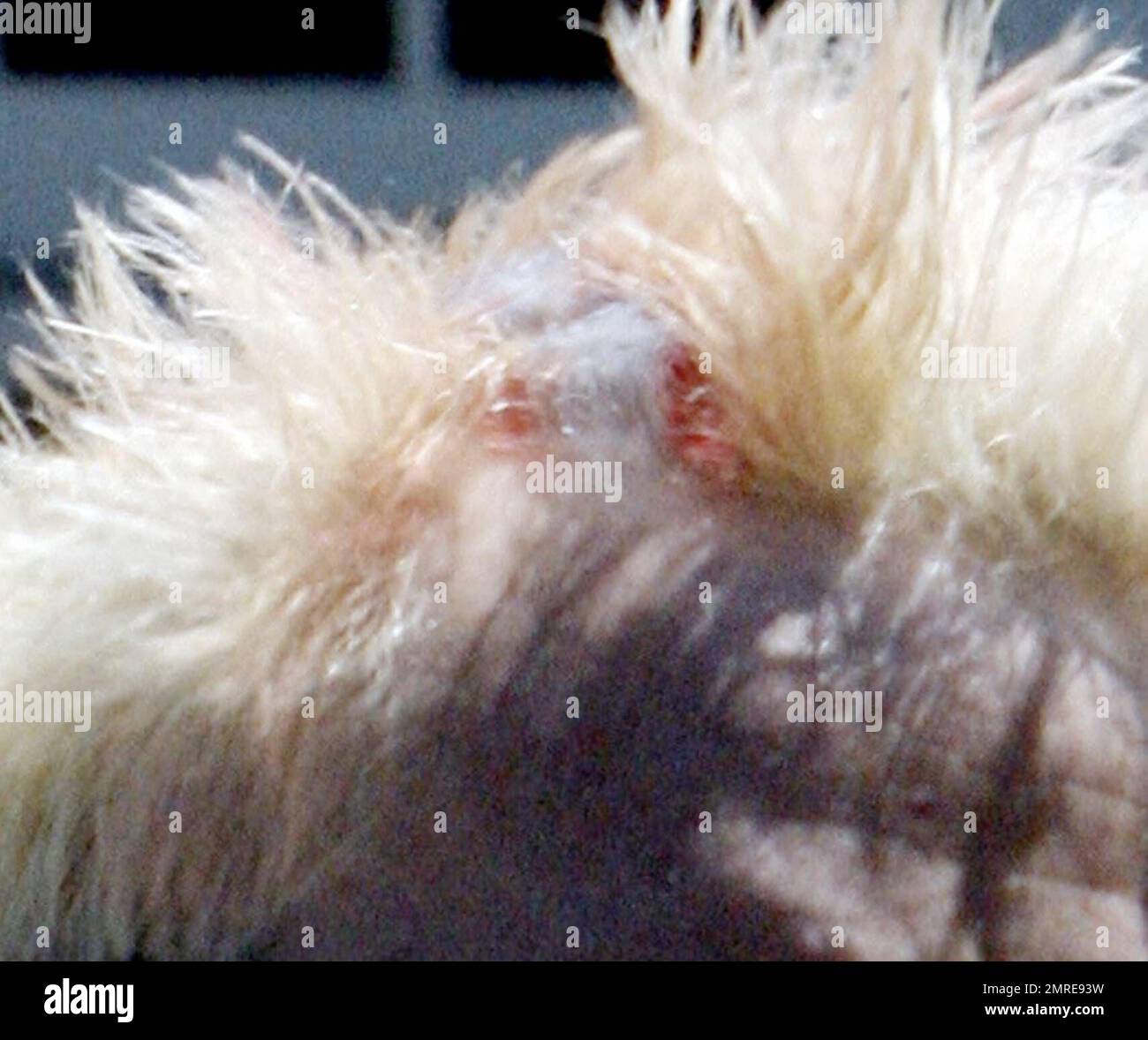 Exclusive!! What a Rotten haircut, Johnny! We caught John Lydon aka ...