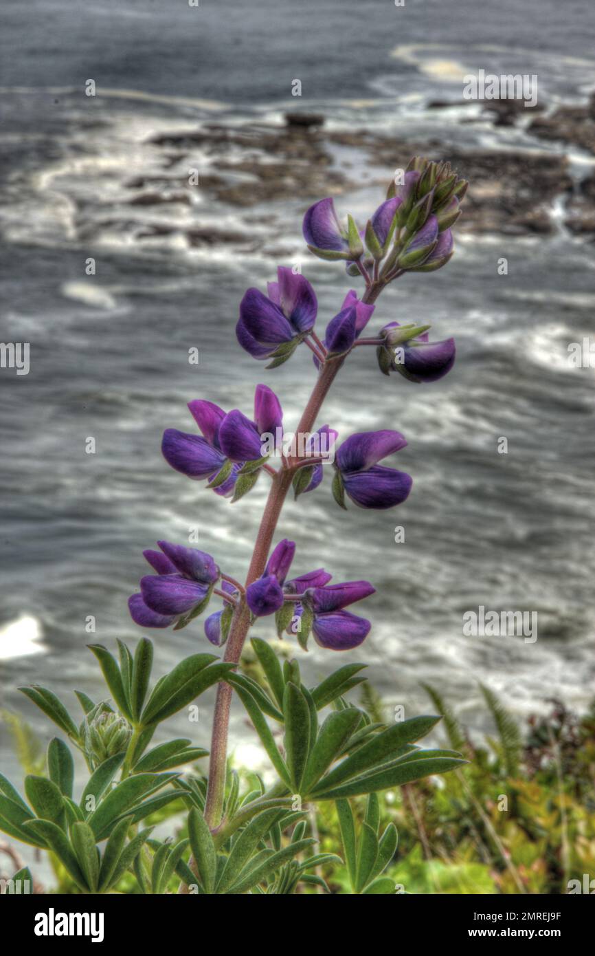 A vertical closeup shot of the purple Lupinus rivularis flowers by the ...