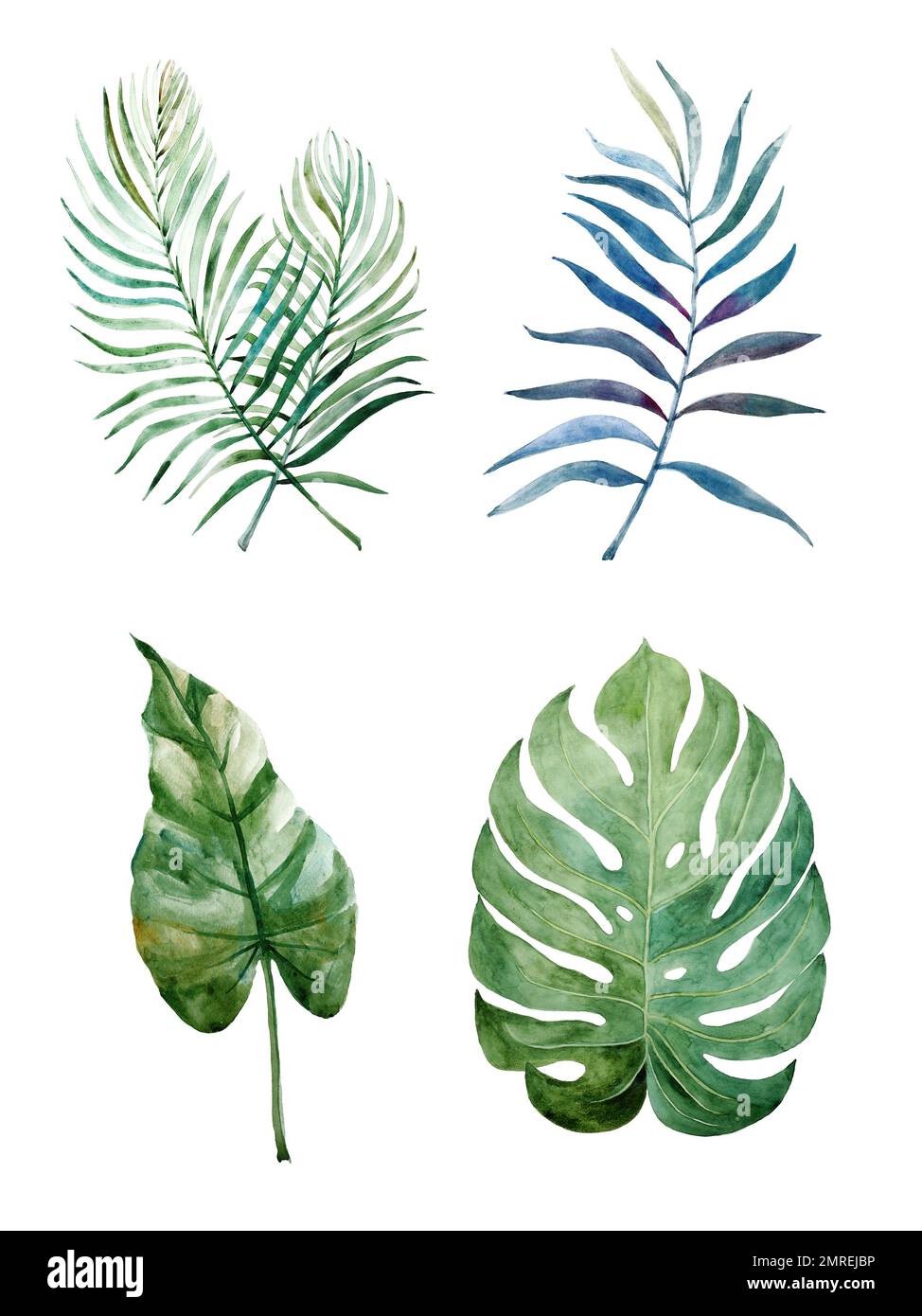 Beautiful watercolor tropical leaves painted on white paper Stock Photo ...
