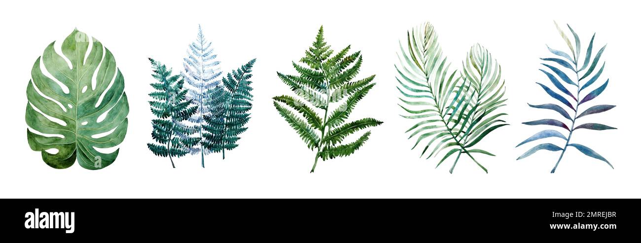 Beautiful watercolor tropical leaves painted on white paper Stock Photo ...