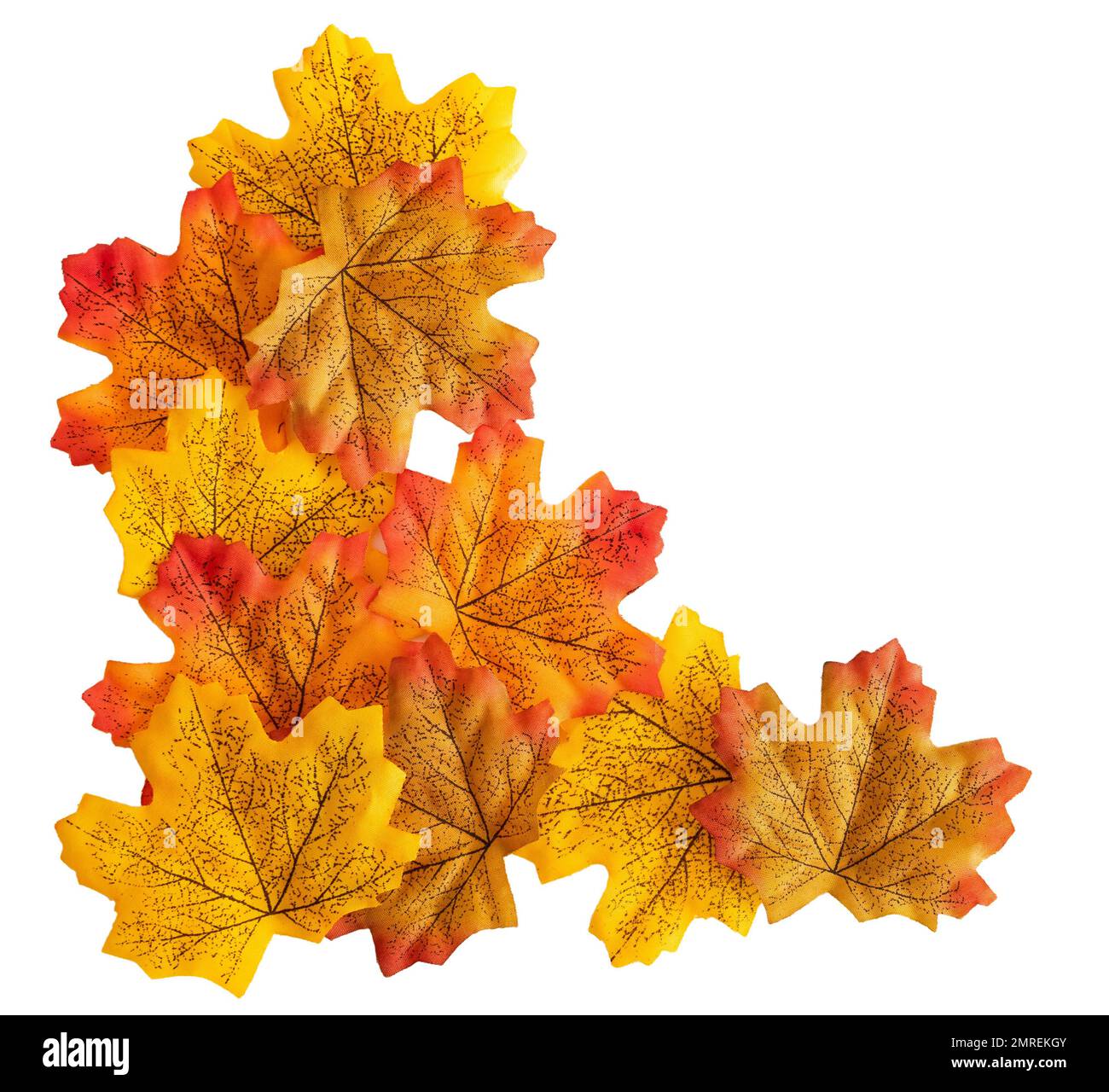 A composition of maple leaves isolated on white background Stock Photo ...