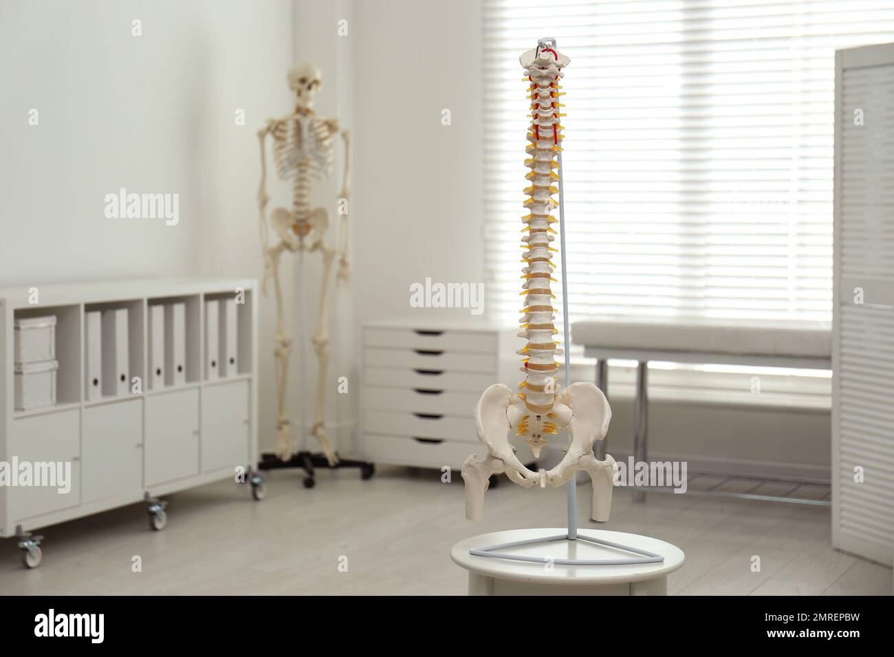 Human spine model on table in orthopedist's office Stock Photo - Alamy