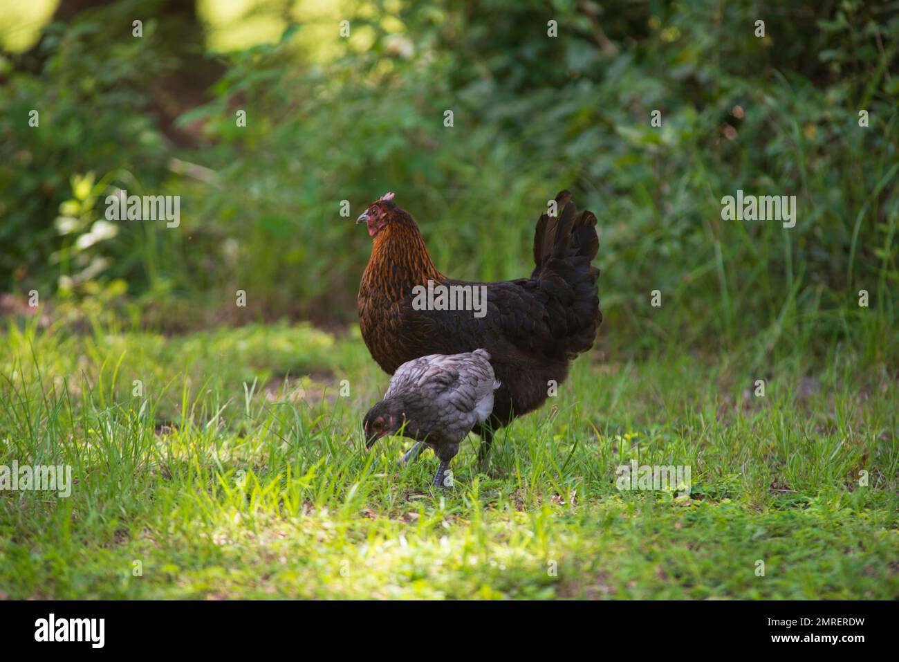 Farmyard rat hi-res stock photography and images - Alamy