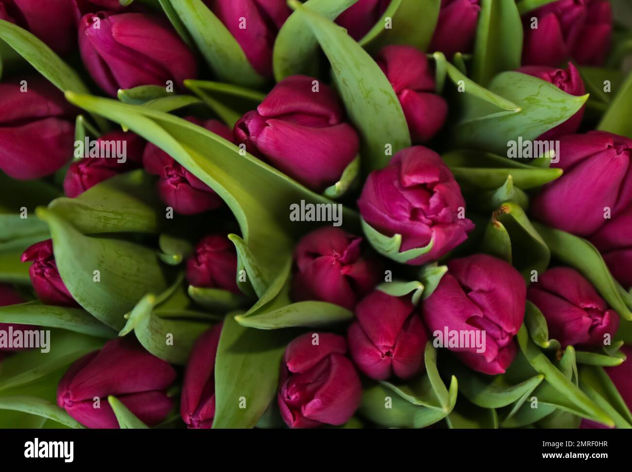 Beautiful bouquet of tulip flowers, top view Stock Photo - Alamy