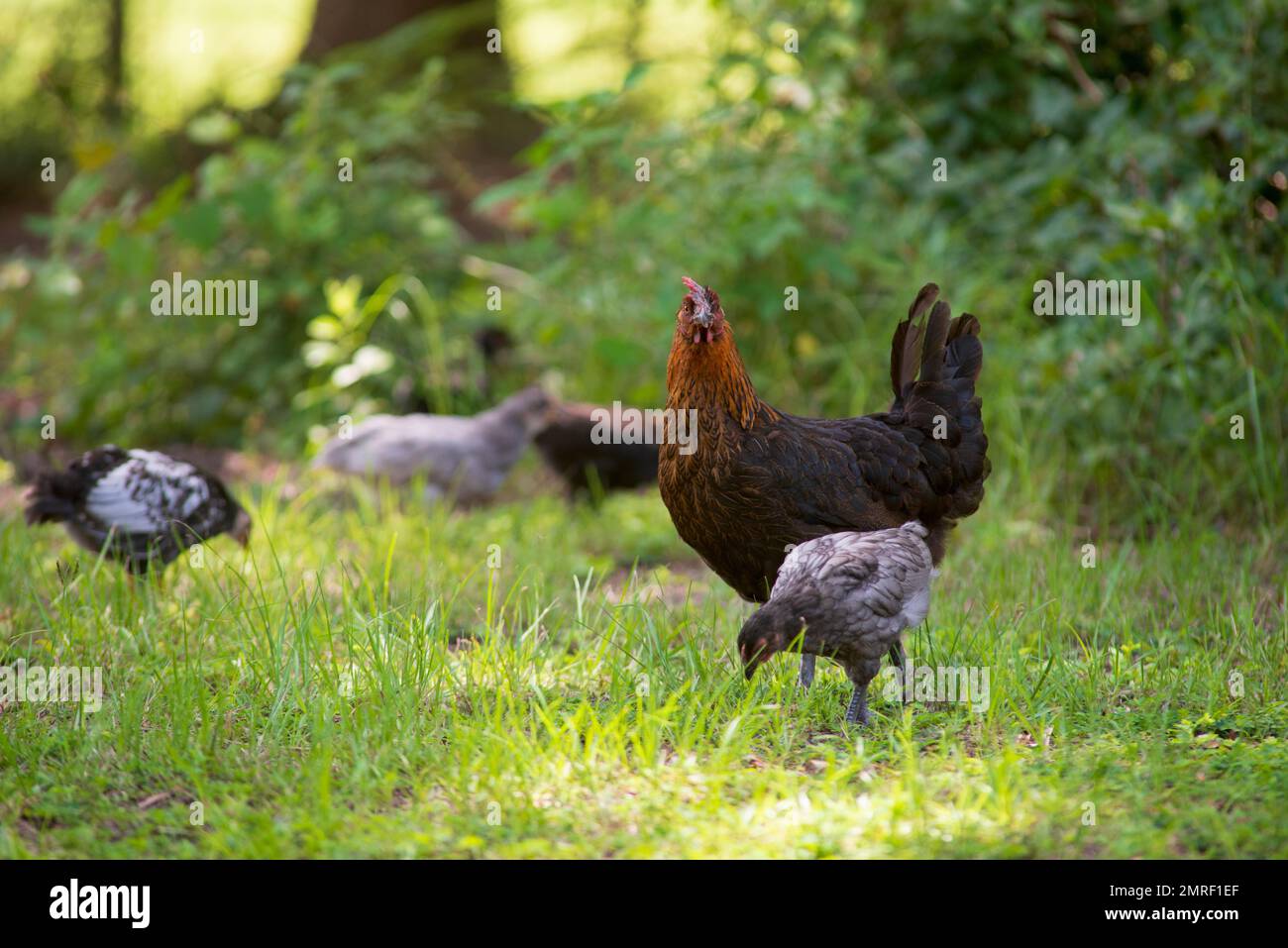 A mother hen and many chicks on a farm Stock Photo - Alamy