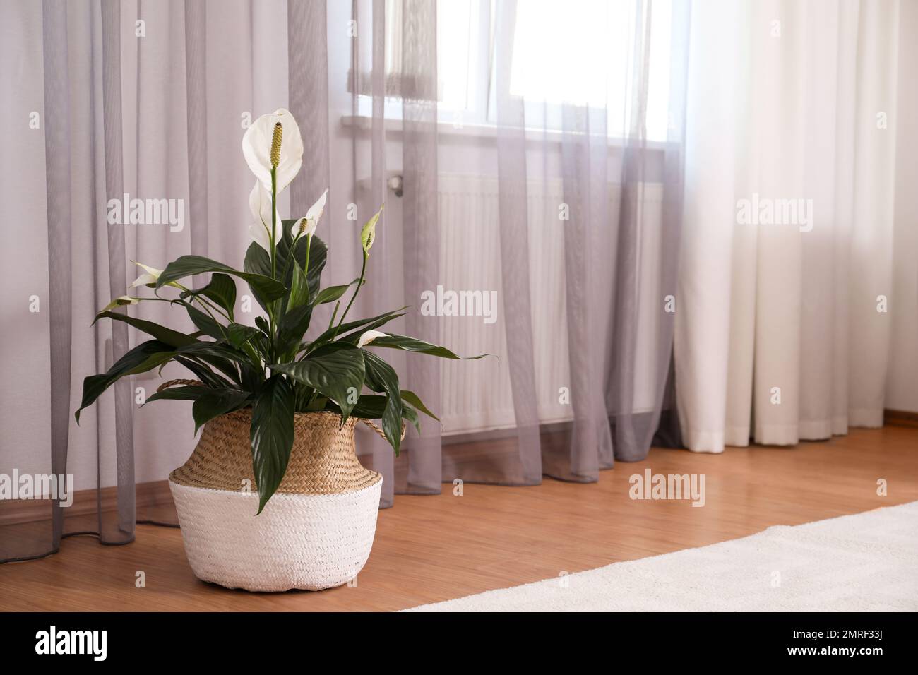 Beautiful peace lily in wicker pot near window indoors. Interior design ...