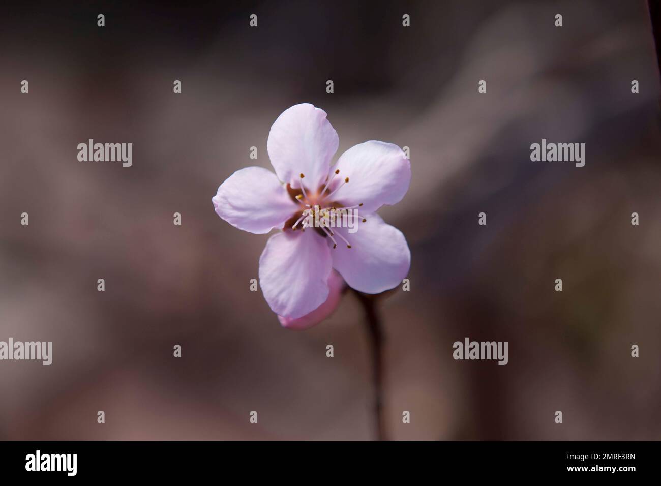 Garden gardens gardening bloom single flower hi-res stock photography ...