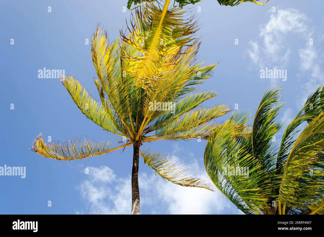 Waving coconut palm trees in Guna Yala due to trade winds Stock Photo ...
