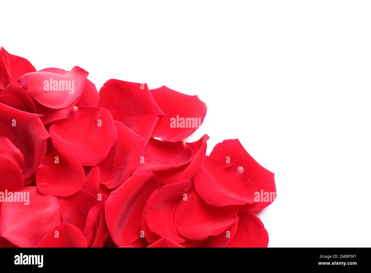 Pile of red rose petals on white background Stock Photo - Alamy