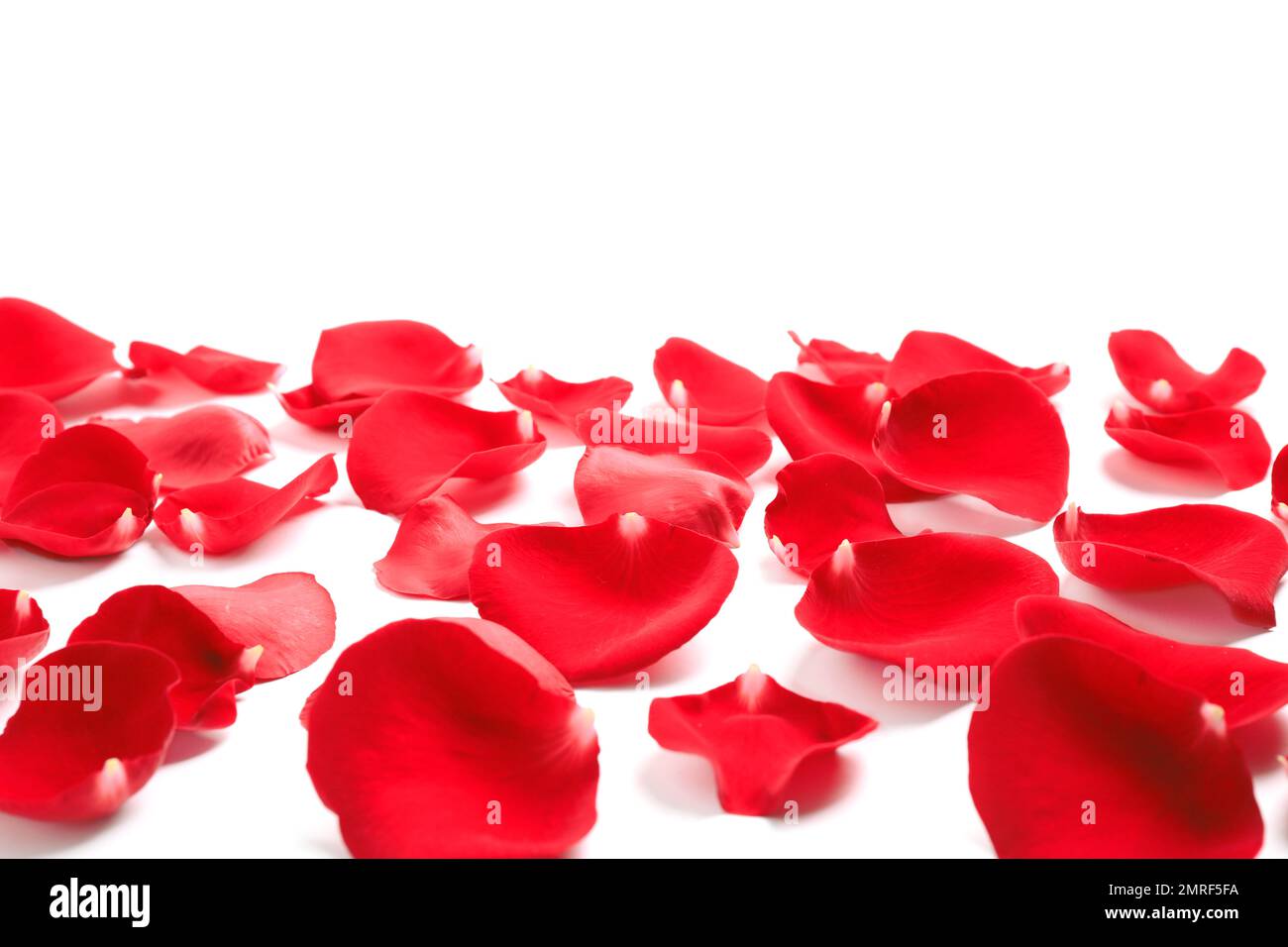 Fresh red rose petals on white background Stock Photo - Alamy