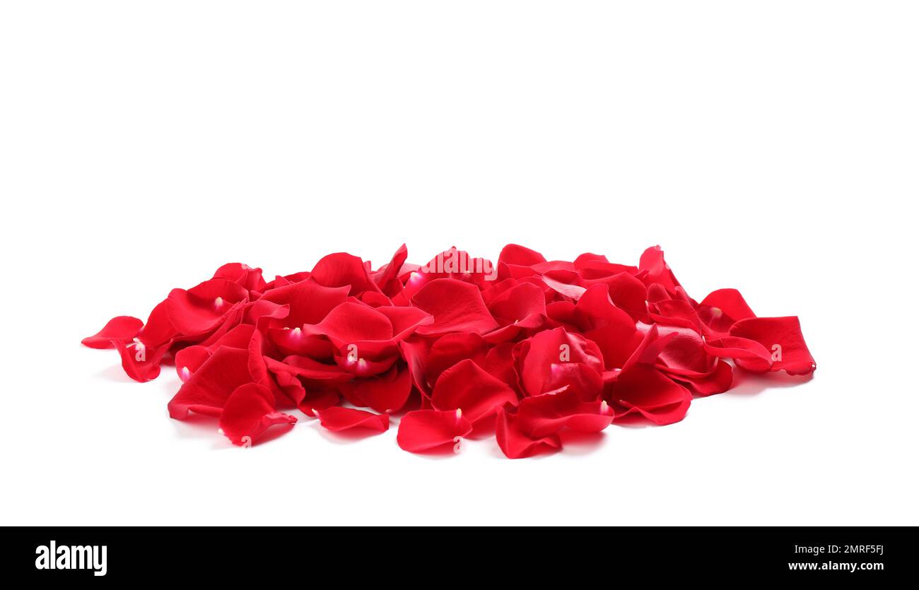 Pile of red rose petals on white background Stock Photo - Alamy