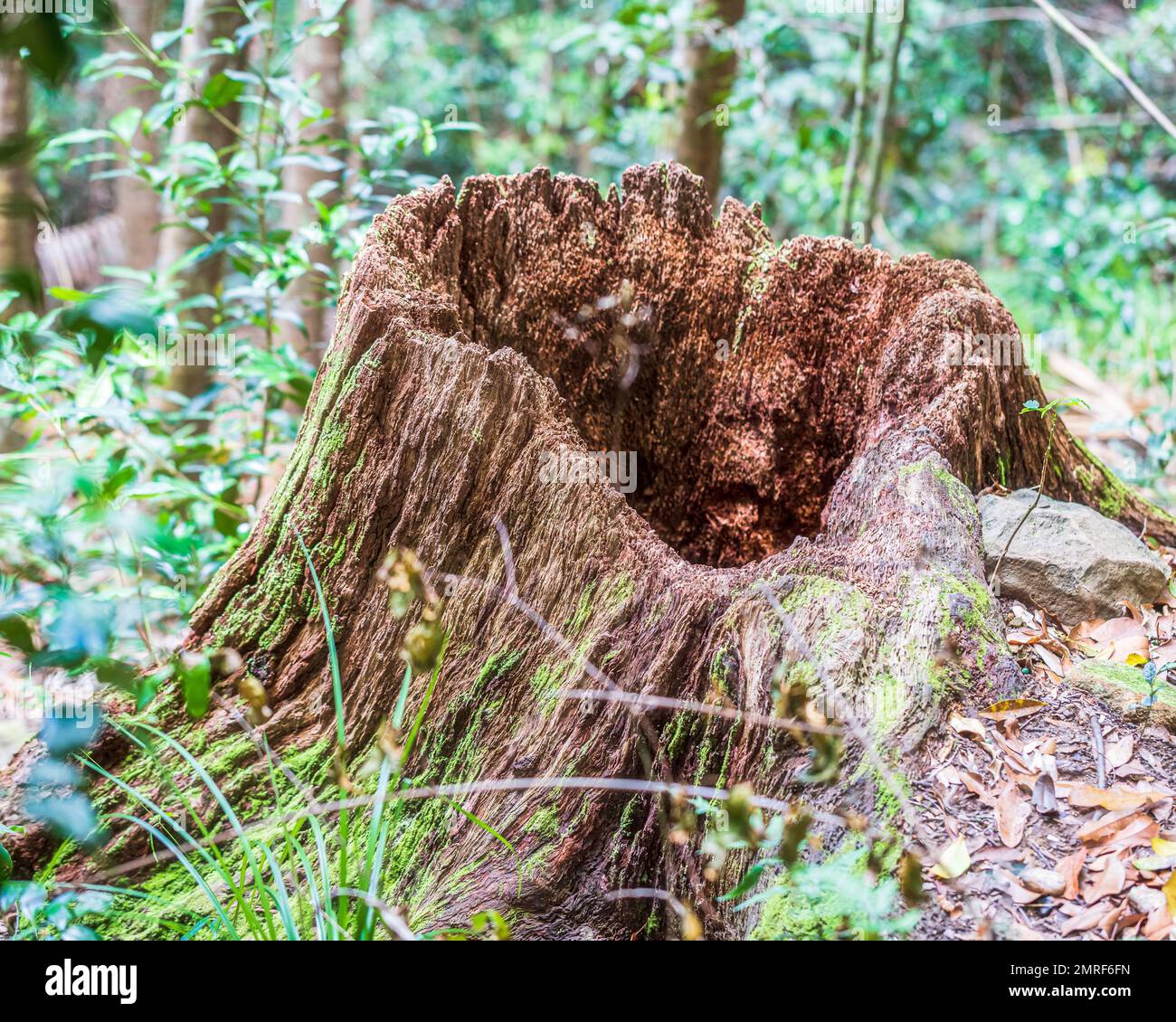 A close-up shot of a tree stump in a forest Stock Photo - Alamy
