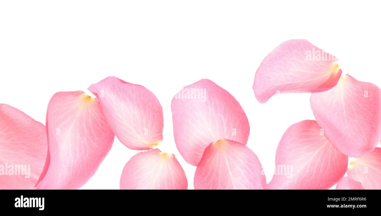 Fresh pink rose petals on white background, top view Stock Photo - Alamy