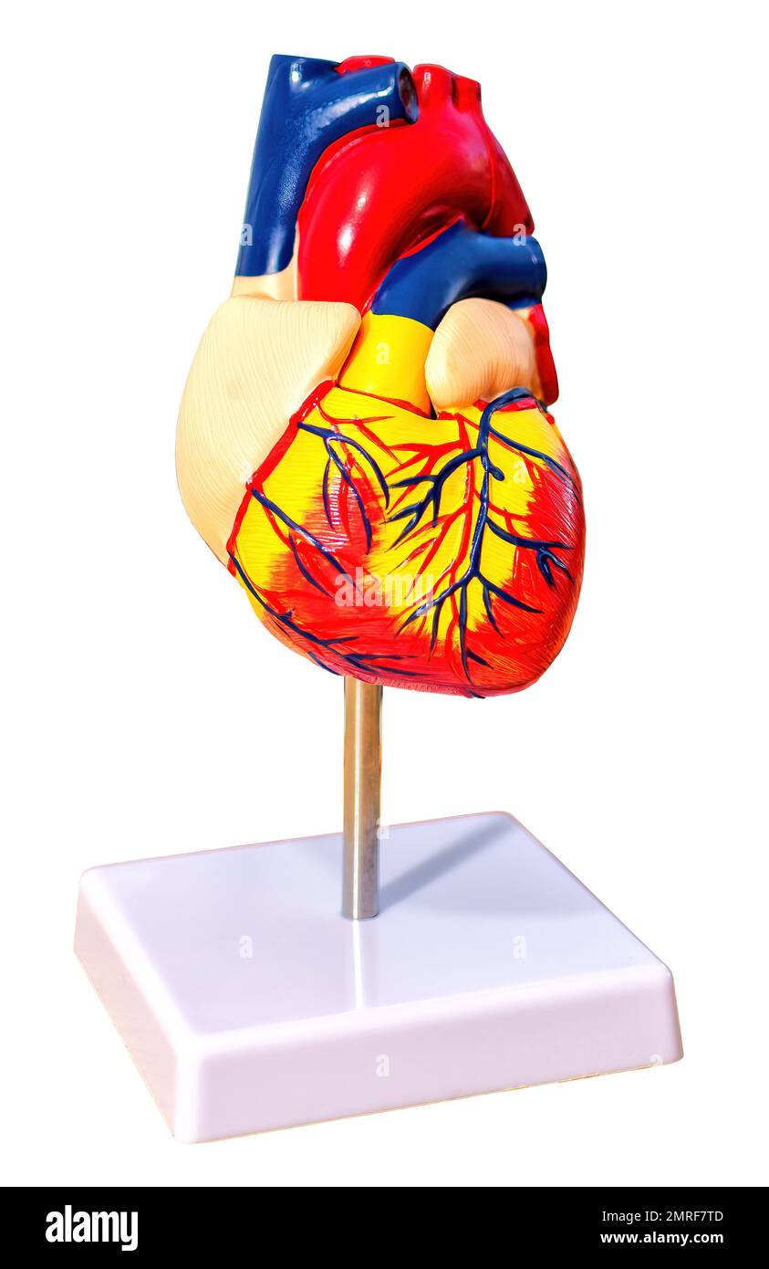 A model figure of a human heart isolated on white background Stock ...