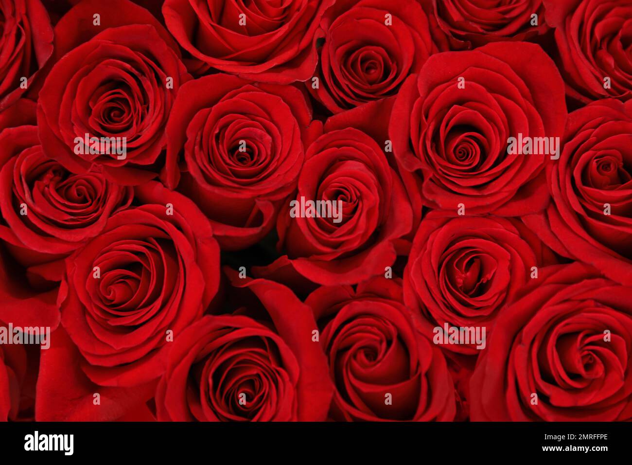 Roses maroon hi-res stock photography and images - Alamy