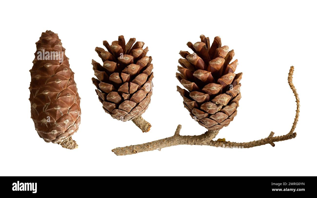 Natural dry flower-like tiny pine cones with branch isolated on white ...