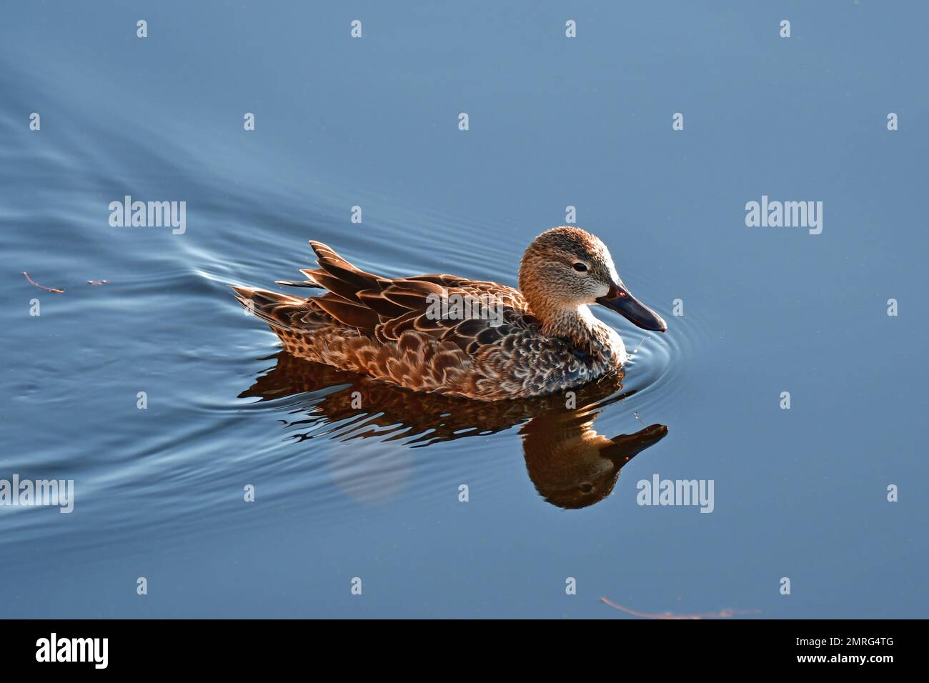 Female Northern Pintail - Anas acuta - in Green Cay Nature Center ...