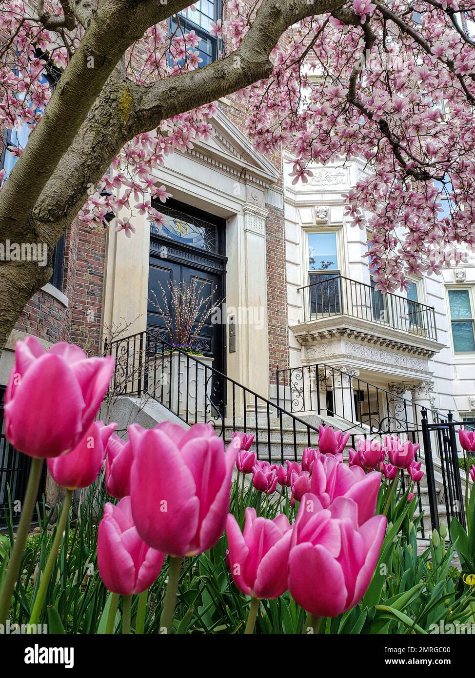 A vertical shot of pink tulips and cherry blossoms in front of a ...