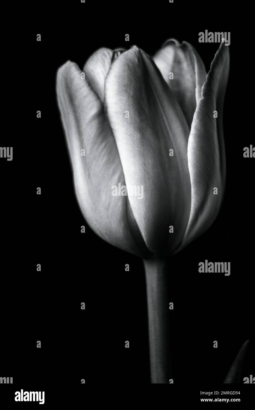 A vertical grayscale closeup of a tulip - beautiful floral wallpaper ...