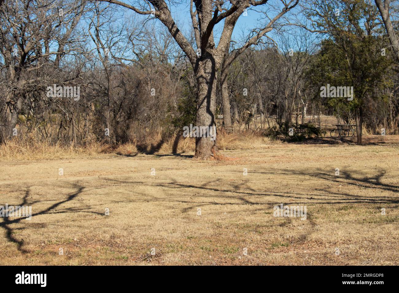 Large Oak tree casting shadows on the ground. Notice the tree branch ...