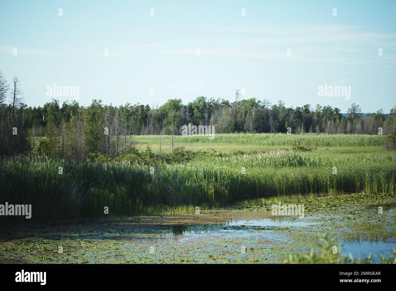 A river with large grassy field covered with tall grass and water lily ...