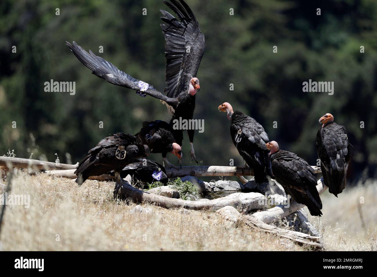 In this Wednesday, June 21, 2017 photo, California condors huddle ...