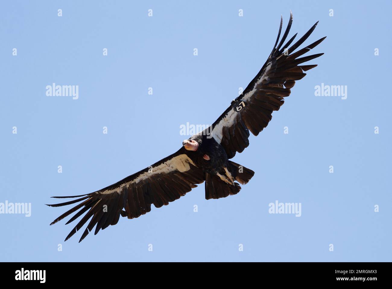 In this Wednesday, June 21, 2017 photo, a California condor takes ...